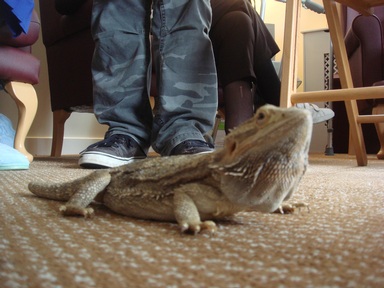 Mobile zoo a roaring success!