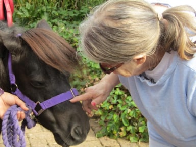 Therapy ponies