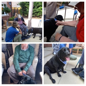 Pat dog therapy