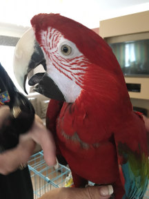 Parrot visit