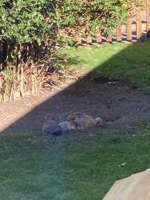 PAT the dog and check out the chickens