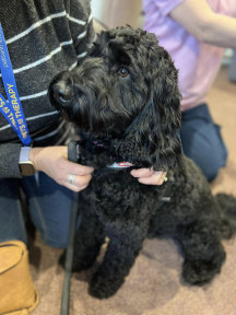 A big welcome to PAT Dog - Dudley