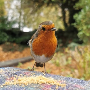 Bird watching at Sutton Valence!