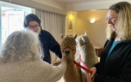 Animal Therapy - Alpacas Visit