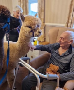 Alpaca Therapy