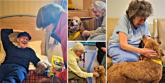 Norman the PAT Poodle