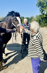 Horsing Around