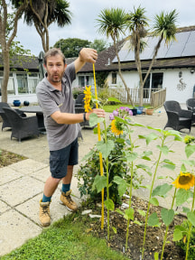 Sunflower competition