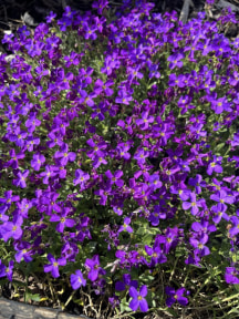 Collingtree Park Care Home Embraces ‘No Mow May’