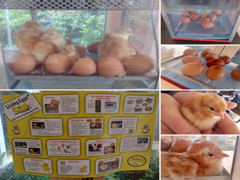 Astell's Easter chicks hatch
