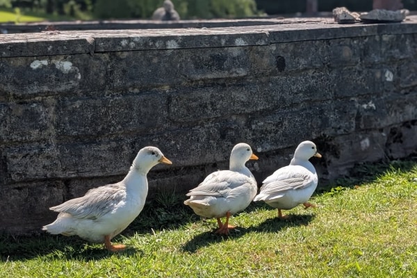 Towy Castle Care Home, Uplands Arms, Uplands, Carmarthen ...