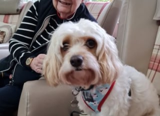 Springkell House Care Home, Wood Road, Hindhead, Surrey GU26 6PT | 41 ...